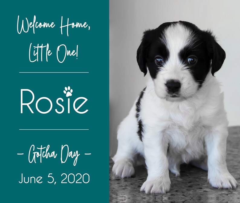 Custom Canvas Art Welcome Home Dog Rescue/adoption Canvas - Etsy