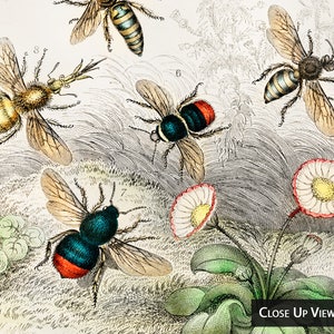 Vintage Bees Print, Bees Poster, Insect Poster Home Decor, Insects Gift ...