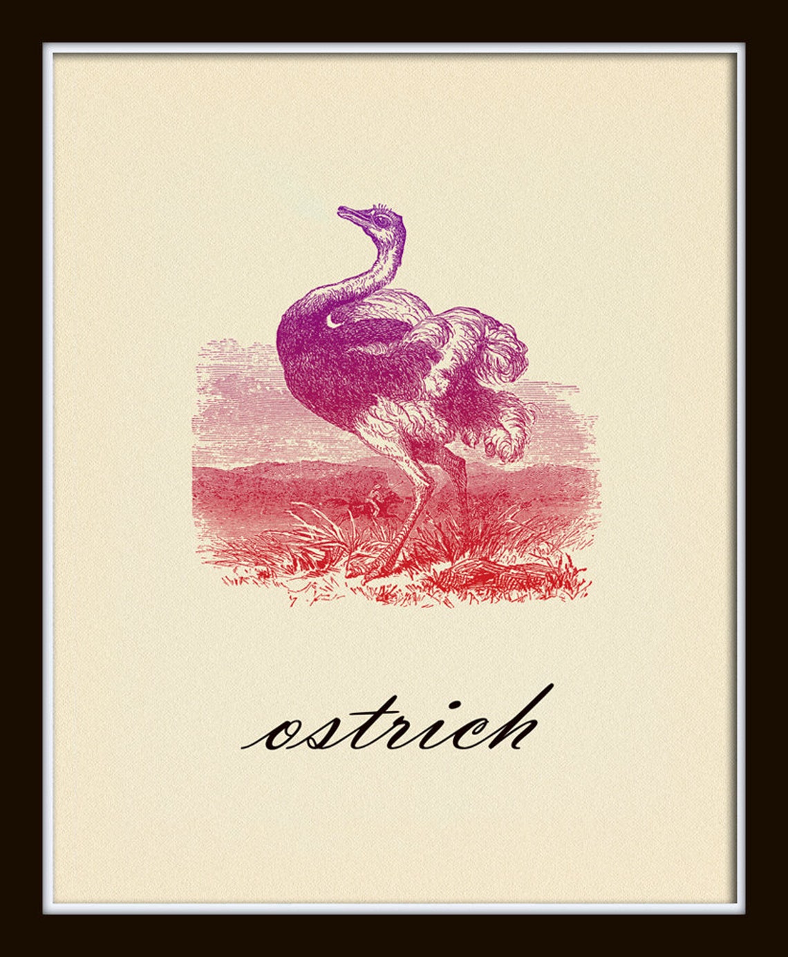 Vintage Ostrich Poster Ostrich Art Animal Print Animal - Etsy