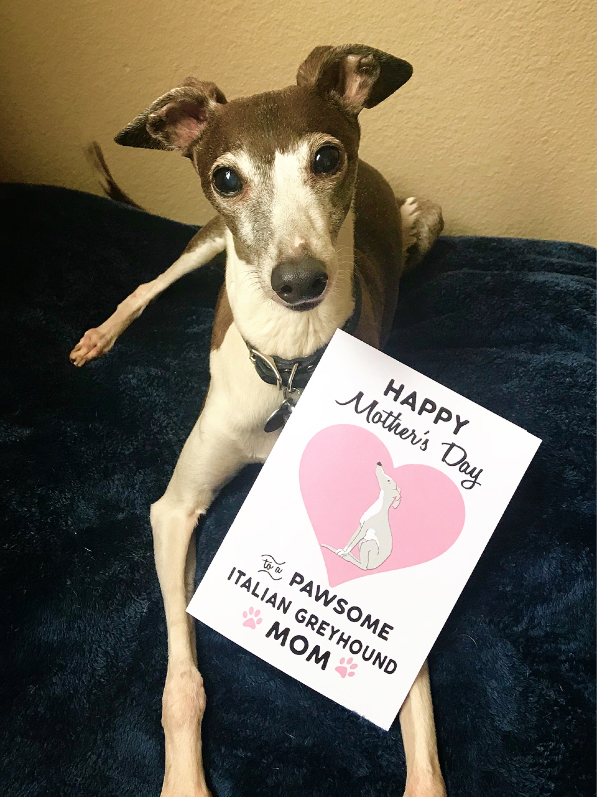 Italian Greyhound Jennamarbles Peach