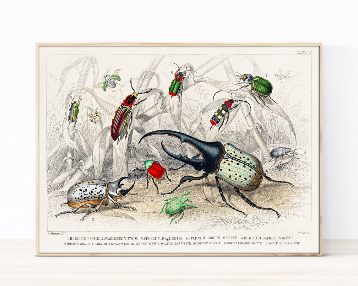 Vintage Beetles Print, Beetles Poster, Insect Poster Home Decor ...