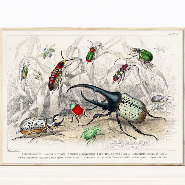 Vintage Bug Print - Etsy