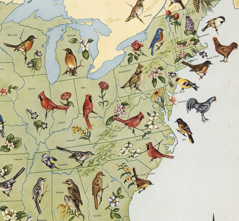 Vintage Map Showing Plant and Bird Species Indigenous to Each State ...