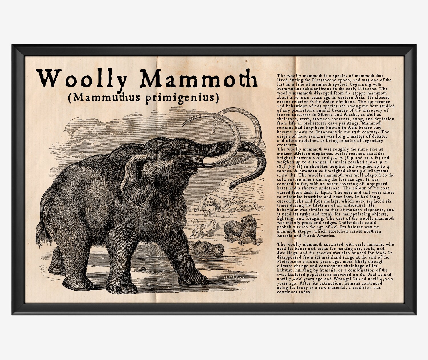 Woolly Mammoth Museum Poster, Woolly Mammoth Print Animal Print Animal ...
