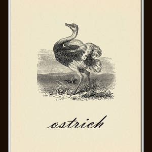 Vintage Ostrich Poster, Ostrich Art, Animal Print, Animal Lover Gift ...