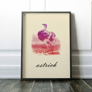 Vintage Ostrich Poster, Ostrich Art, Animal Print, Animal Lover Gift ...