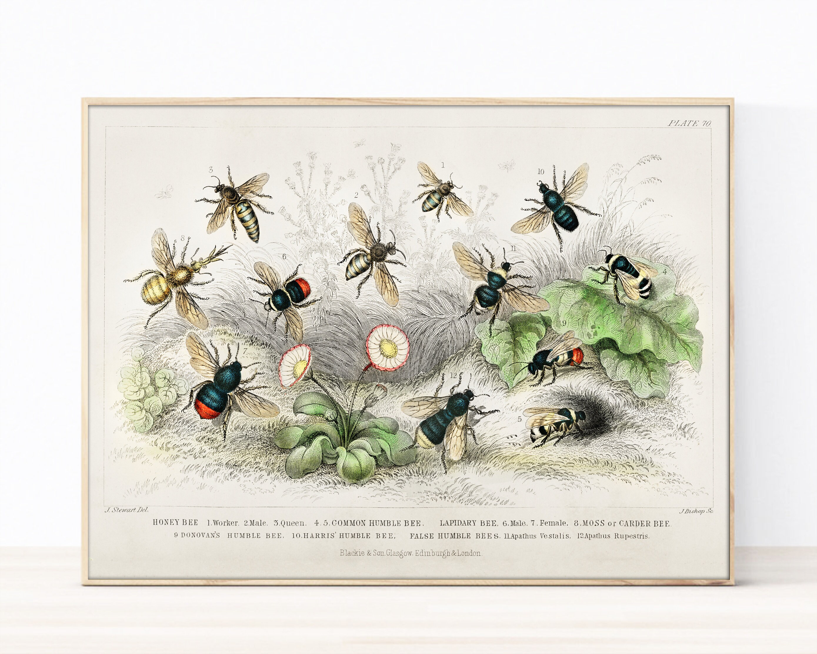 Vintage Bees Print, Bees Poster, Insect Poster Home Decor, Insects Gift ...