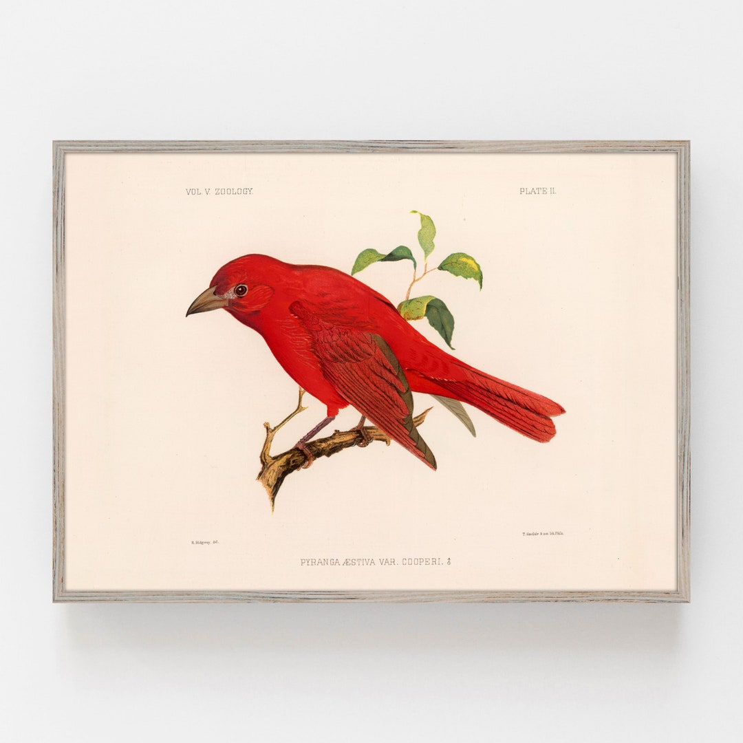 Summer Tanager Print, Bird Poster, Bird Collection Poster, Bird Prints ...
