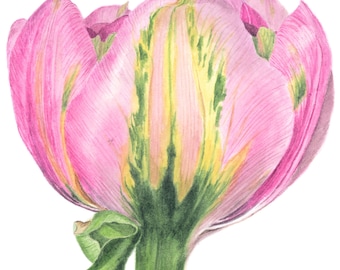 Orchid Botanical Print Watercolor Painting Art by Sally Jacobs | Etsy