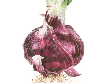 Red Onion Botanical Print Botanical Art Watercolor Painting | Etsy