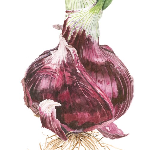 Cauliflower Painting Botanical Vegetable Art Print - Etsy
