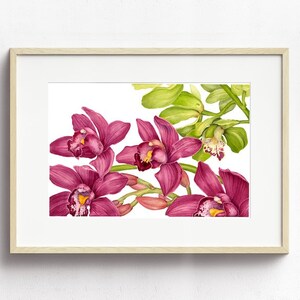 Orchid Botanical Print Watercolor Painting Art by Sally Jacobs ...