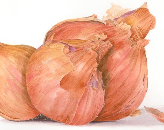 Shallot Watercolor Print, Botanical Vegetable Art Print - Shallots ...