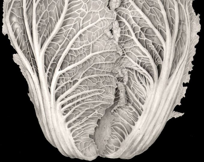 Savoy Cabbage Print, Graphite Art Print, Vegetable Art Print, Wall Art ...