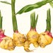 Ginger Root and Stems Print, Botanical Vegetable, Watercolor Art ...