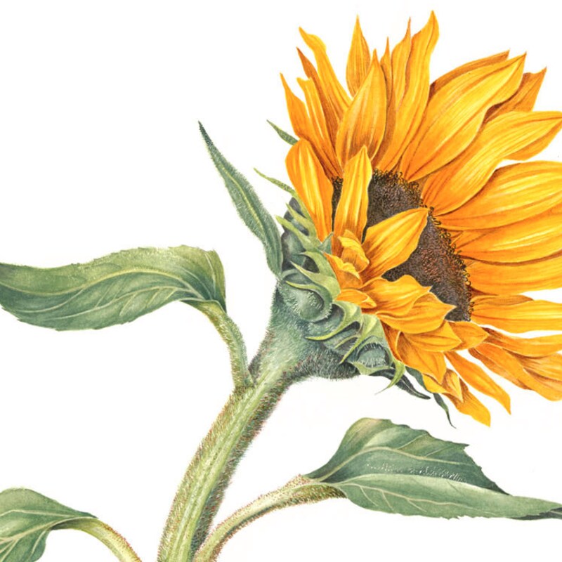 SallyJacobsStudio - Etsy