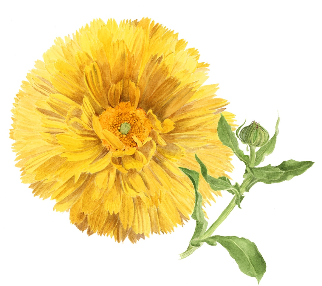 Calendula, Print, Watercolor Painting, Botanical Flower, Contemporary ...