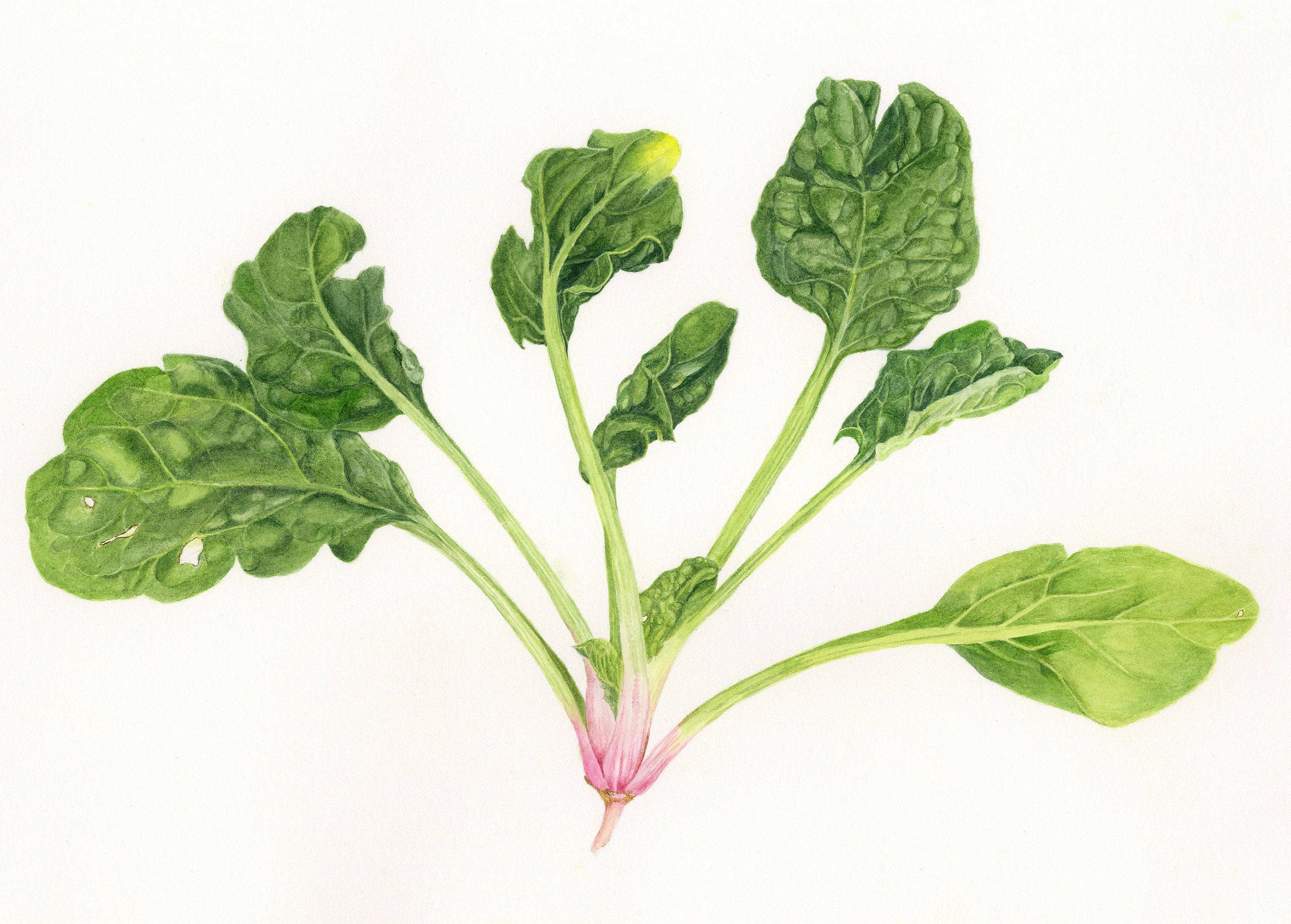 Botanical Vegetable Art Print Young Spinach Watercolor Painting by ...