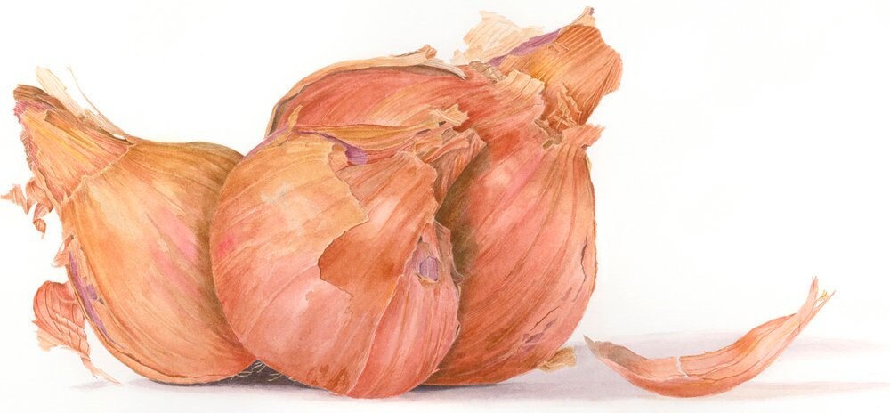 Shallot Watercolor Print, Botanical Vegetable Art Print - Shallots ...