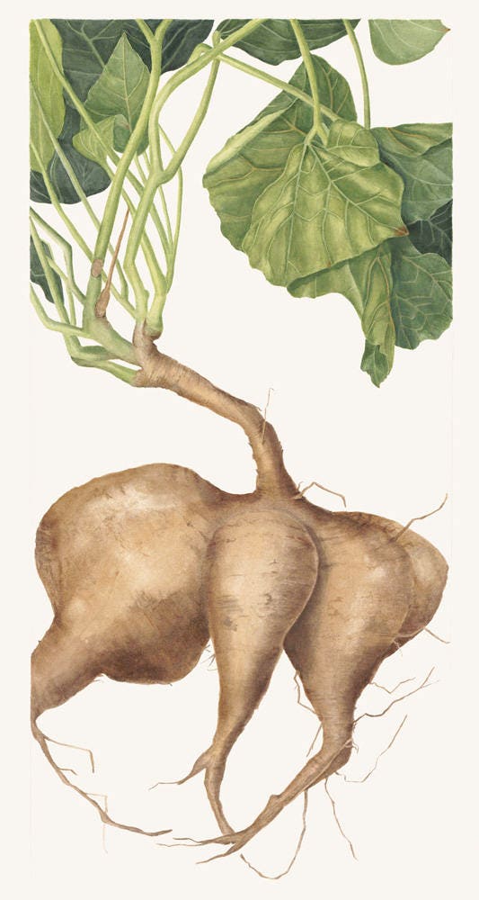 Jicama Watercolor Print, Botanical Vegetable Print - Watercolor ...