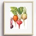 Botanical Vegetable Art Print Colored Beets Watercolor Painting by ...