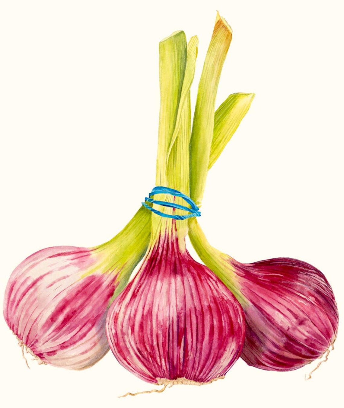 Red Garlic Watercolor Painting, Original Art, Vegetable Painting ...