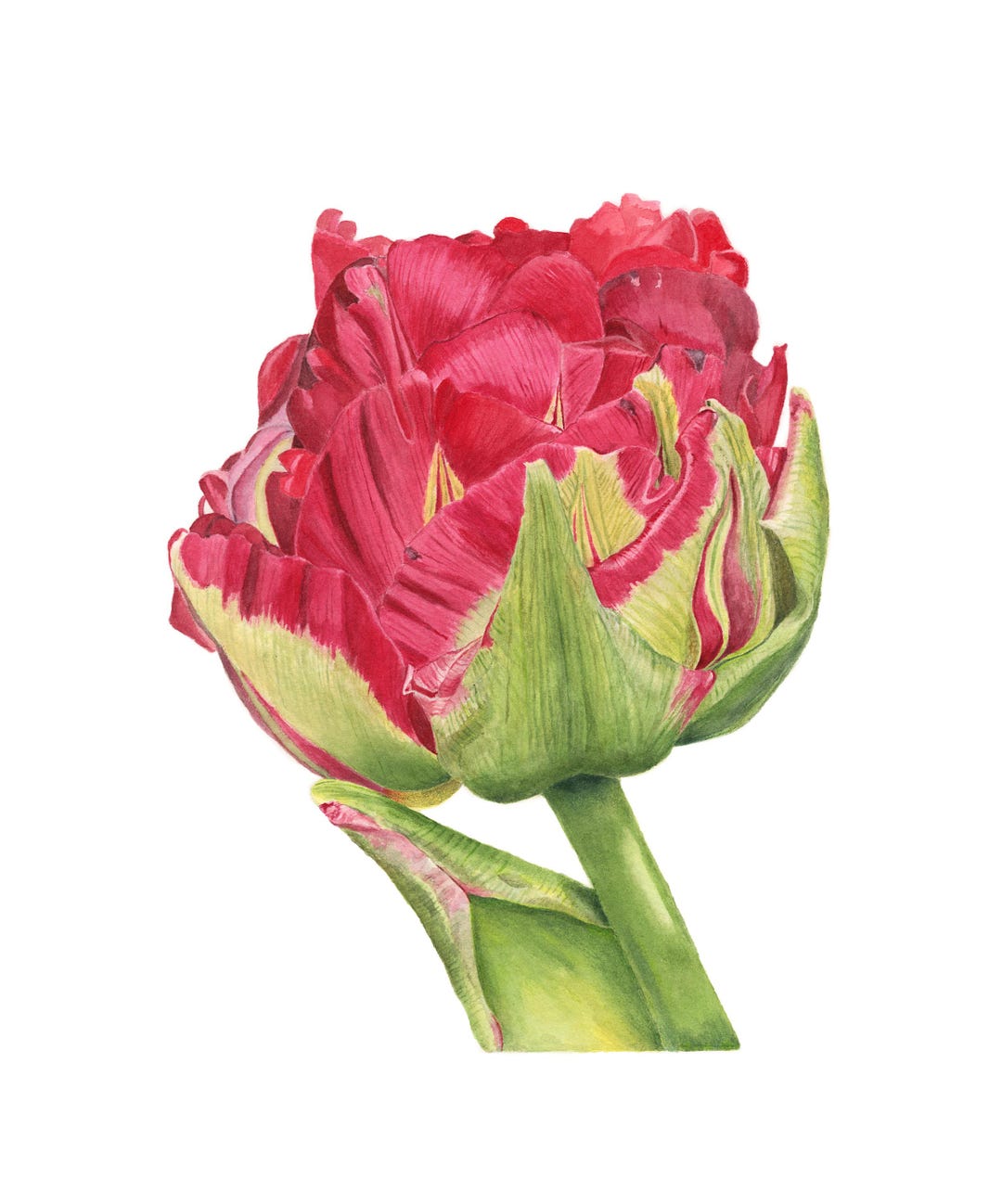 Double Tulip Botanical Print - Botanical Flower Art Watercolor Painting ...