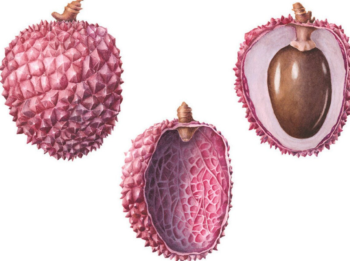 Lychee Fruit Botanical Print - Botanical Watercolor Art Painting - Fine ...