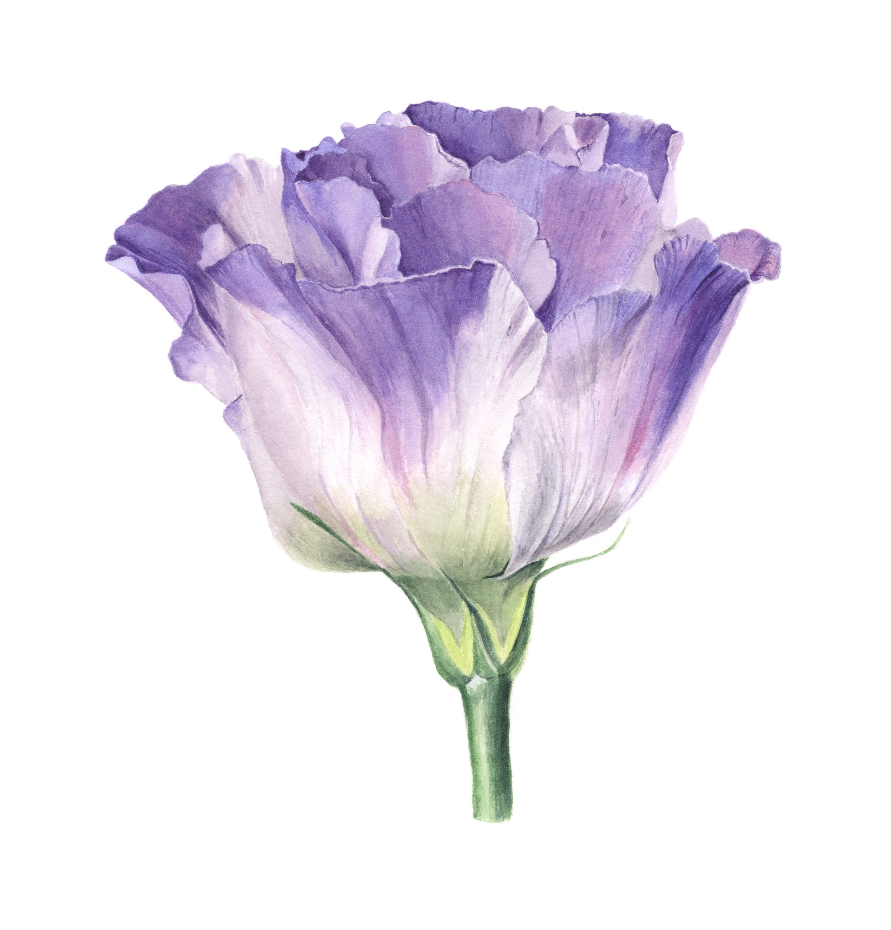 Lisianthus Painting Print Watercolor Painting Botanical | Etsy