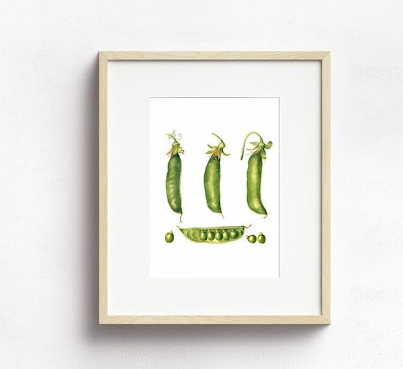 Peas Watercolor Print, Botanical Vegetable Art Print - Peas Watercolor ...