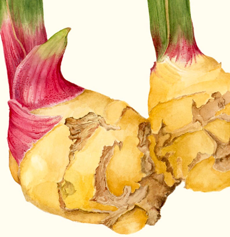 Ginger Root and Stems Print, Botanical Vegetable, Watercolor Art ...