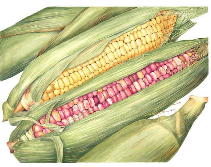 Corn Watercolor Print, Botanical Vegetable Art Print - Corn on the Cob ...