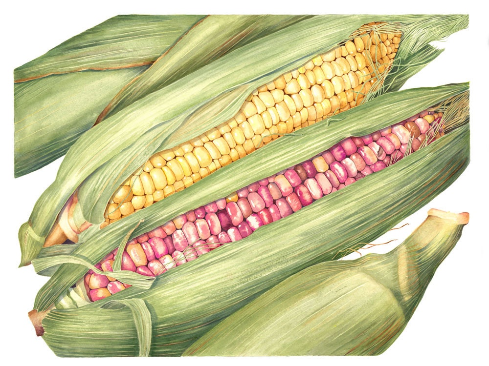 Corn Watercolor Print, Botanical Vegetable Art Print Corn on the Cob ...