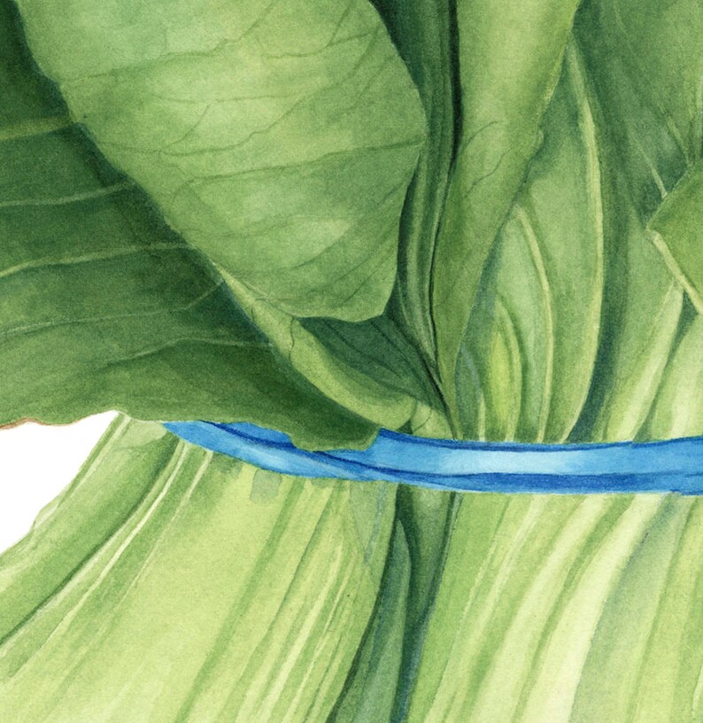 Bok Choy Watercolor Print, Botanical Vegetable Art Print - Bok Choy ...