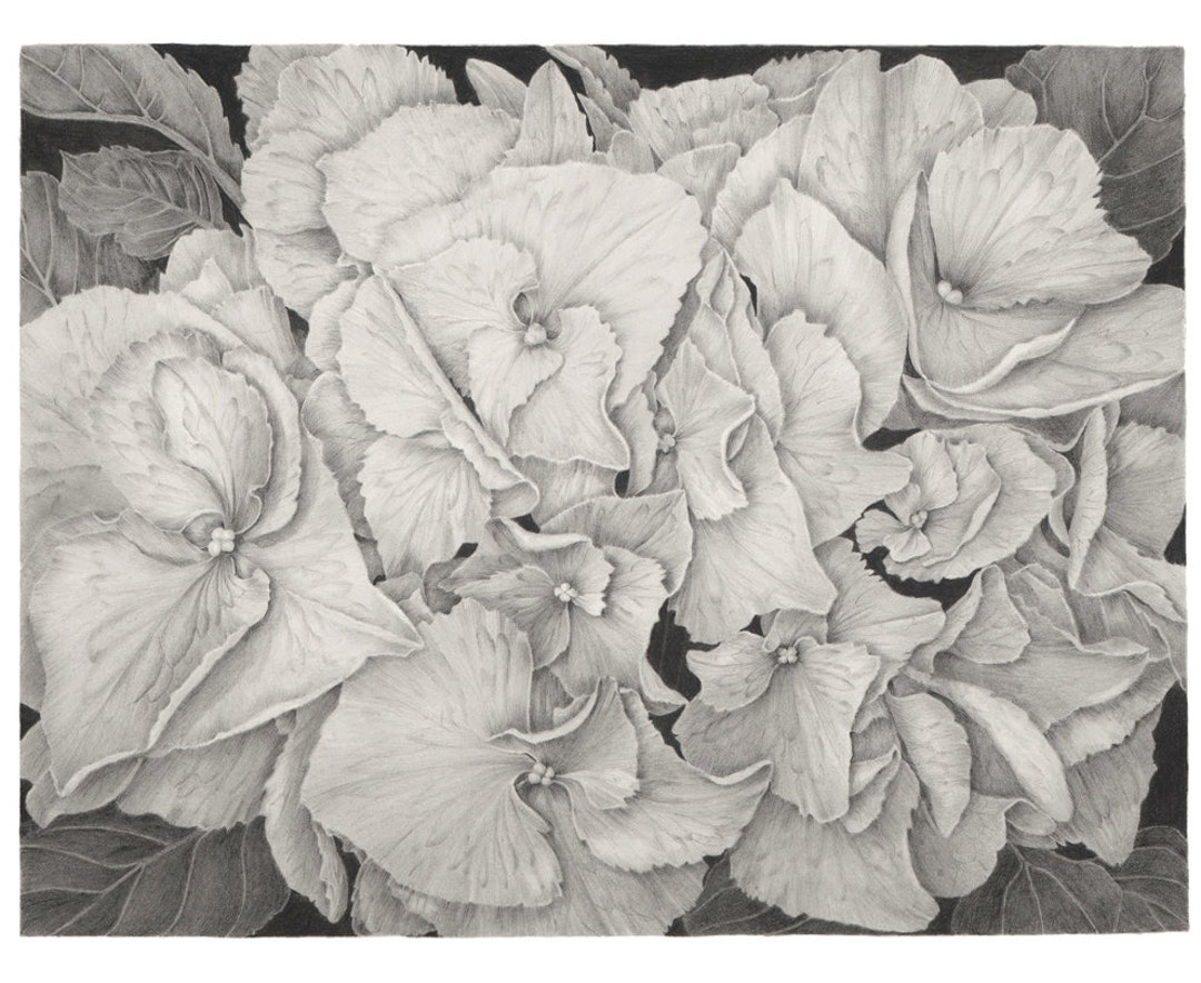 Hydrangea Flower, Graphite Print, Botanical Flower, Art by Sally Jacobs ...