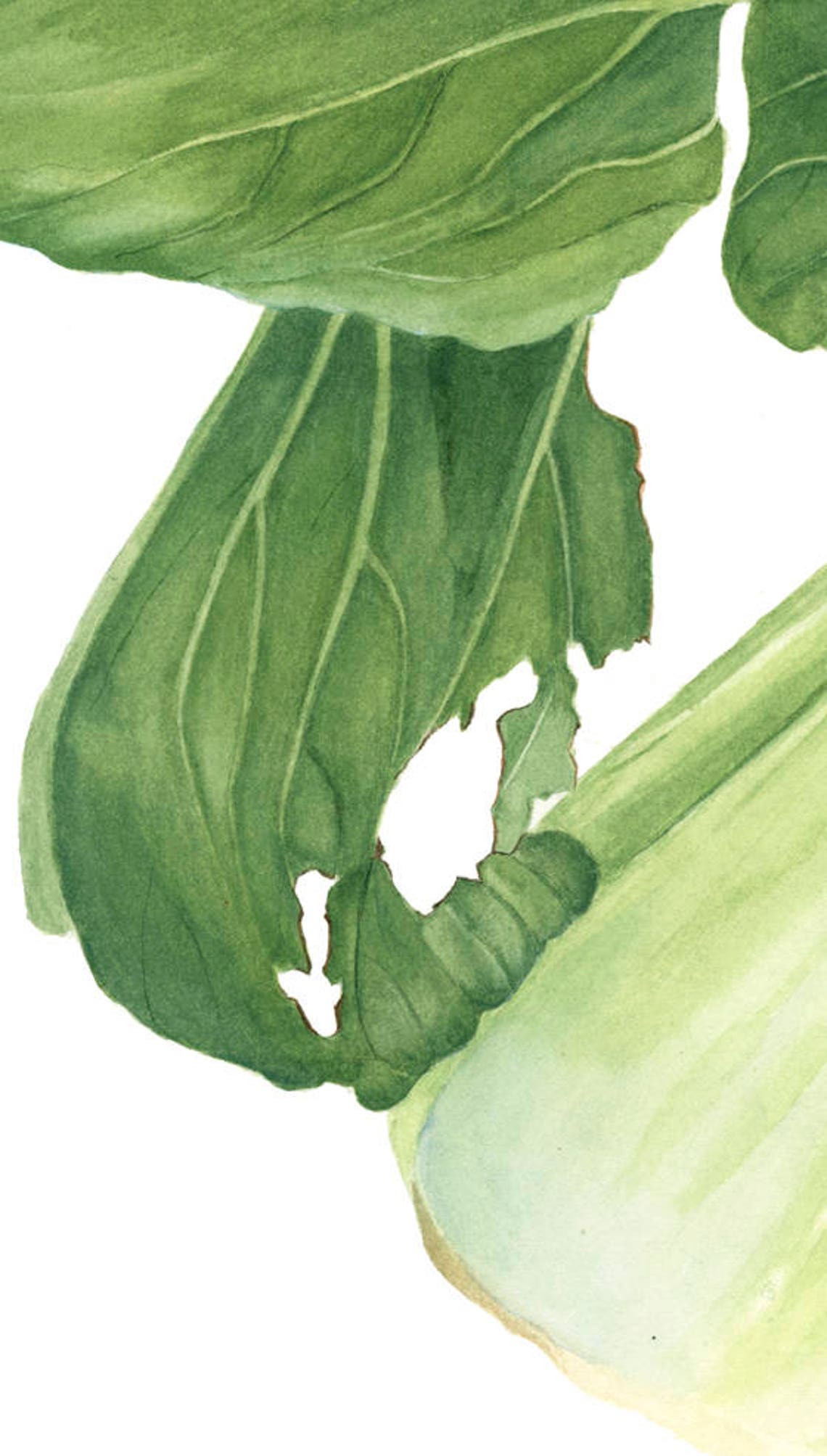 Bok Choy Watercolor Print, Botanical Vegetable Art Print - Bok Choy ...