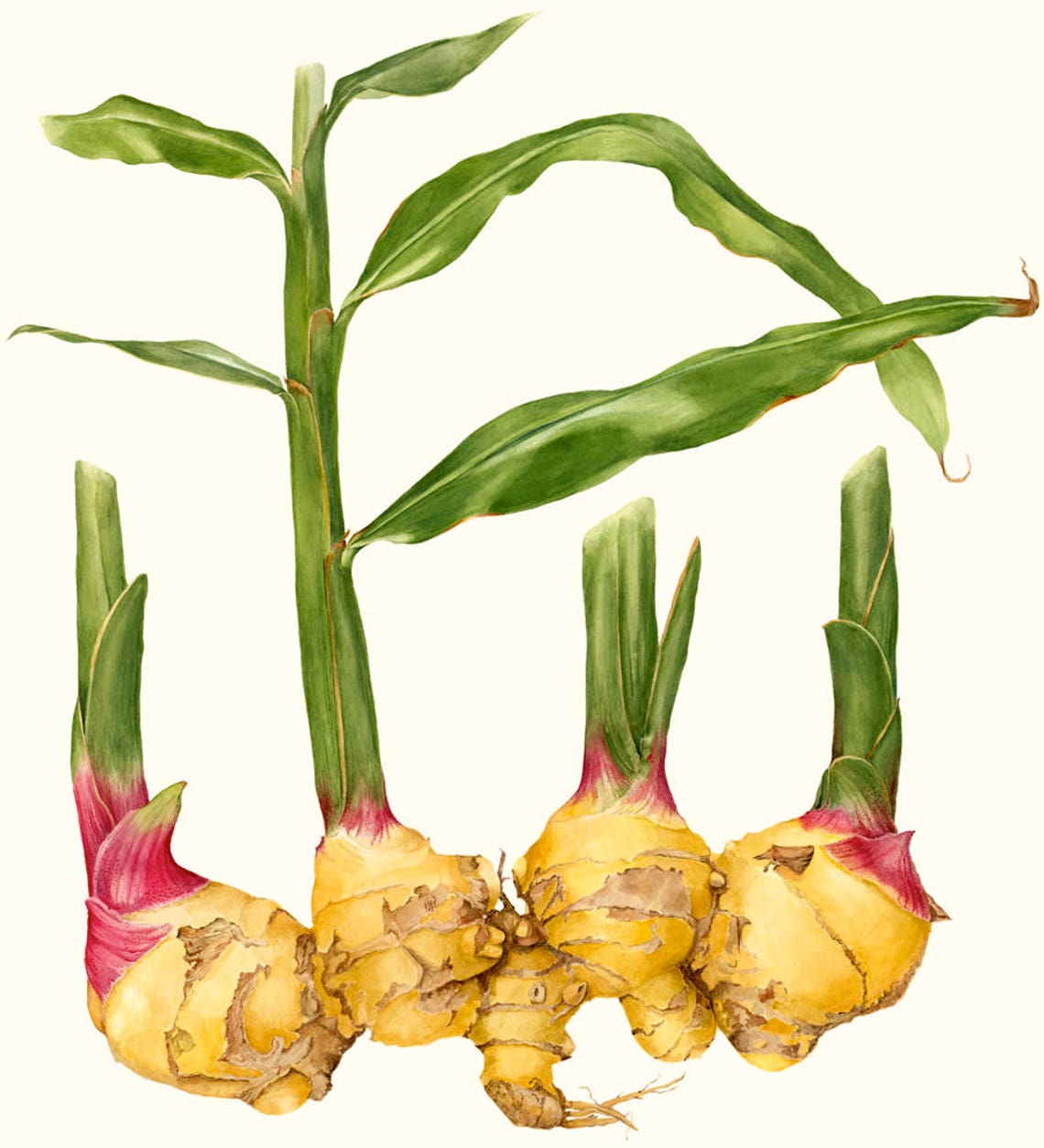 Ginger Root and Stems Print, Botanical Vegetable, Watercolor Art ...