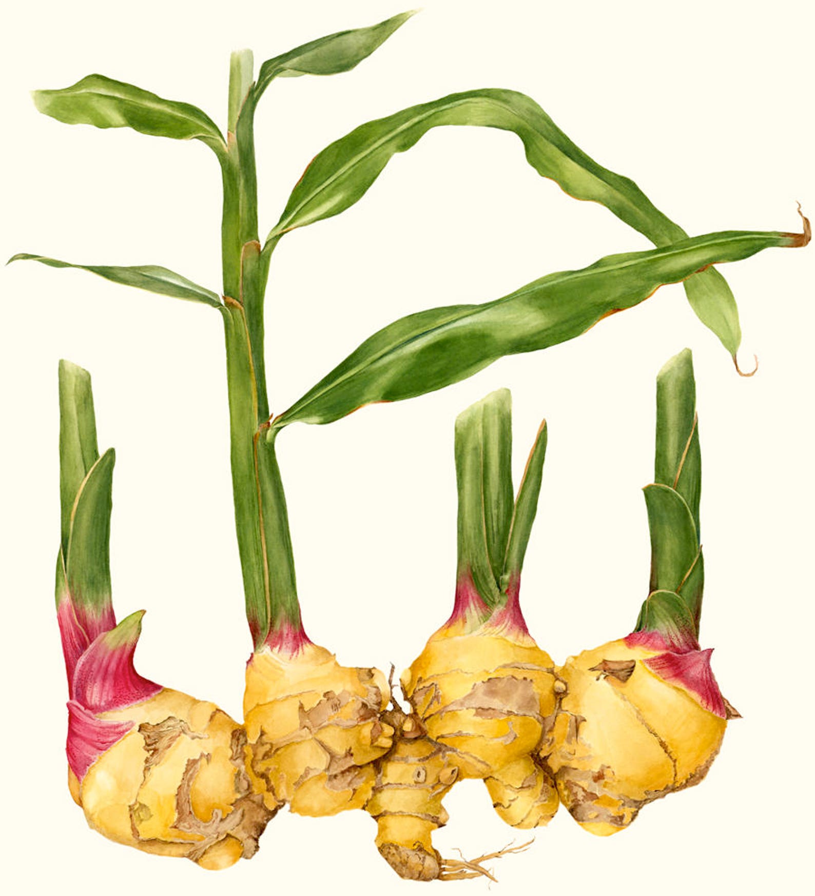 Ginger Root and Stems Print, Botanical Vegetable, Watercolor Art ...