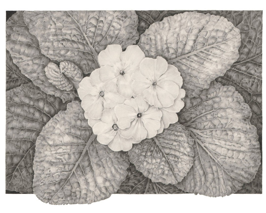 Primrose Graphite Botanical Print - Botanical Flower Art Painting by ...