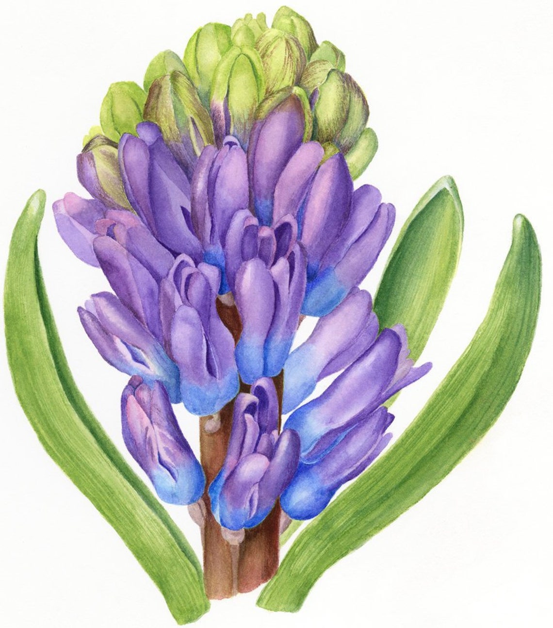 Hyacinth Painting, Contemporary Art Watercolor Flower Botanical Art ...