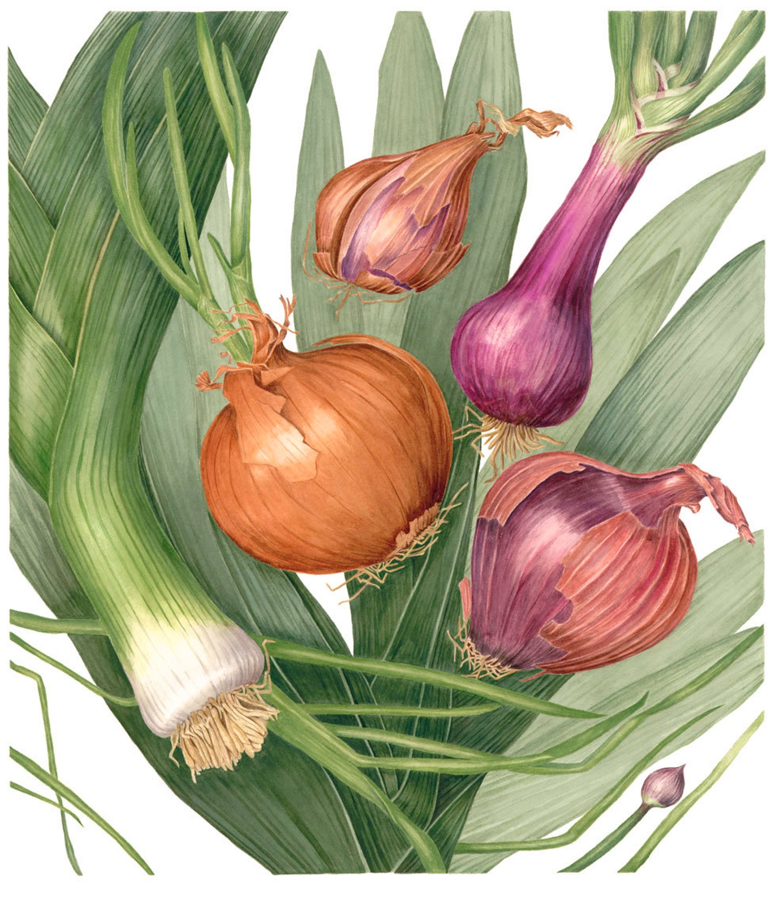 Dancing Onions Botanical Print Botanical Watercolor Painting by Sally ...