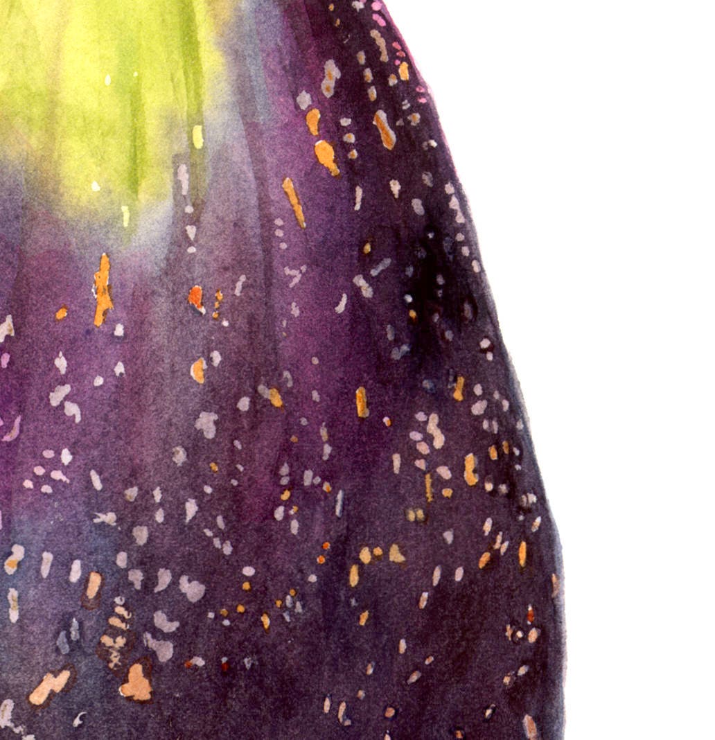 Fig Watercolor Print, Botanical Watercolor Fig Fruit Painting by Sally ...