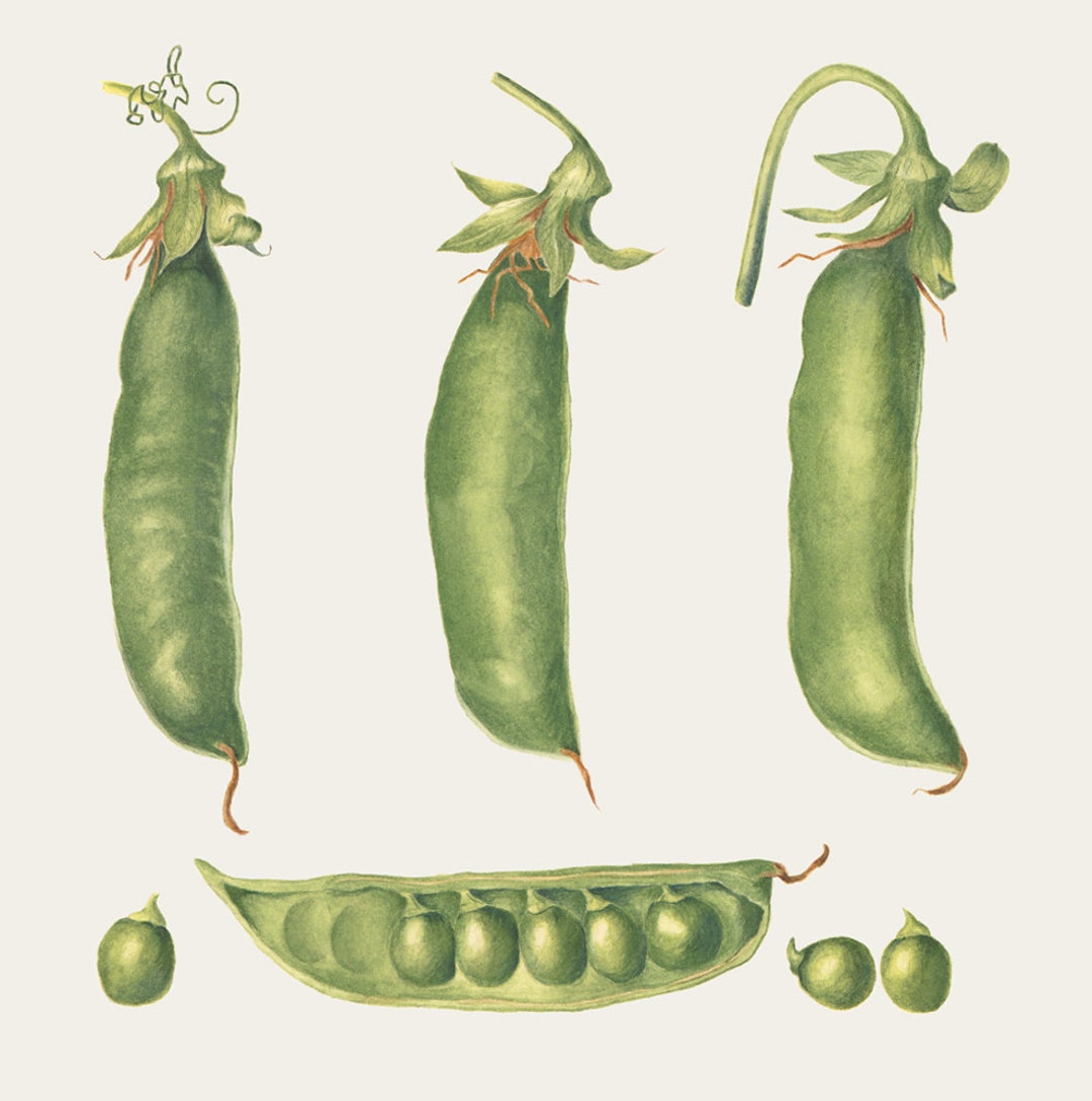 Peas Watercolor Print, Botanical Vegetable Art Print - Peas Watercolor ...