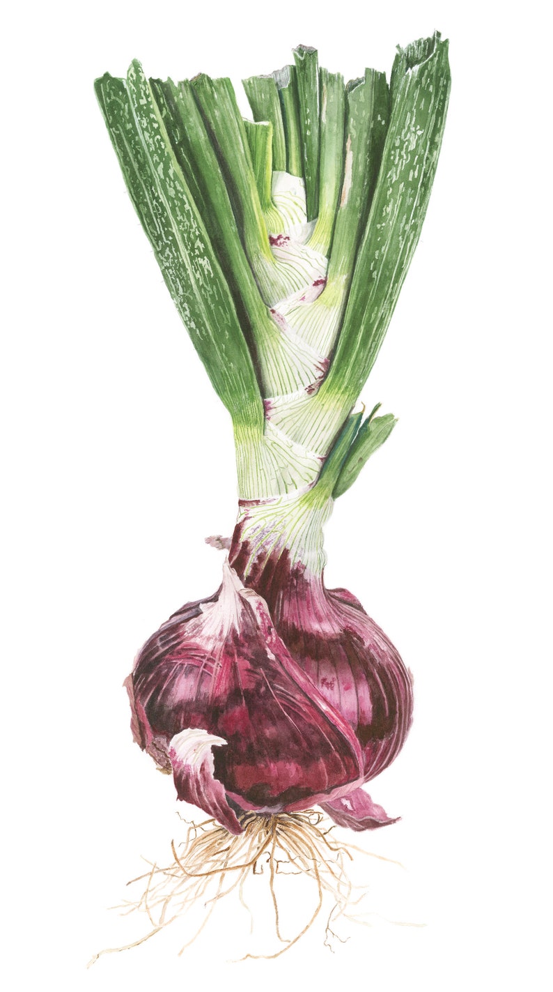 Red Onion Drawing