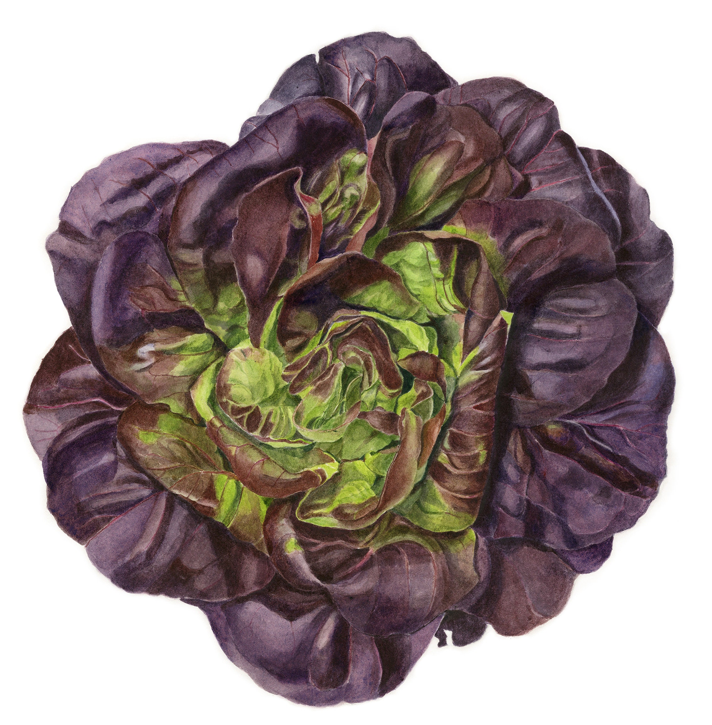 Botanical Vegetable Art Print Red Oak Lettuce Watercolor Painting by ...