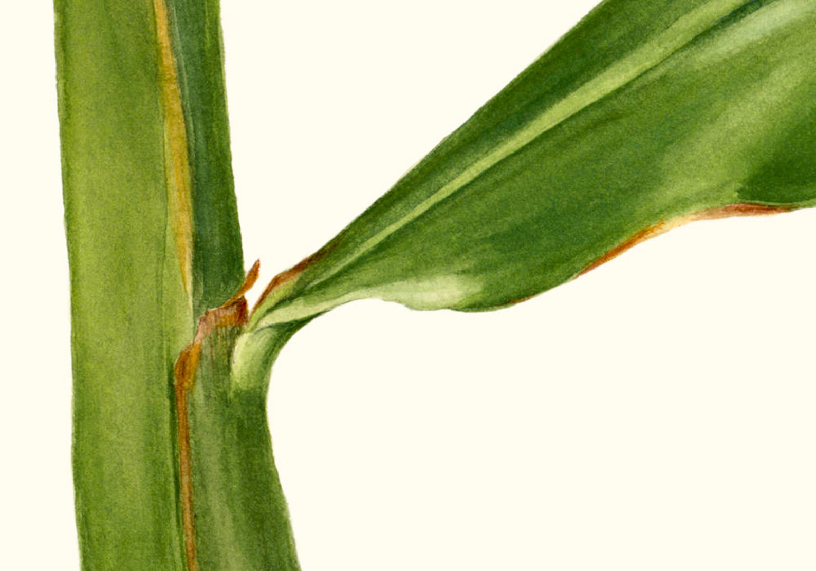 Ginger Root and Stems Print, Botanical Vegetable, Watercolor Art ...