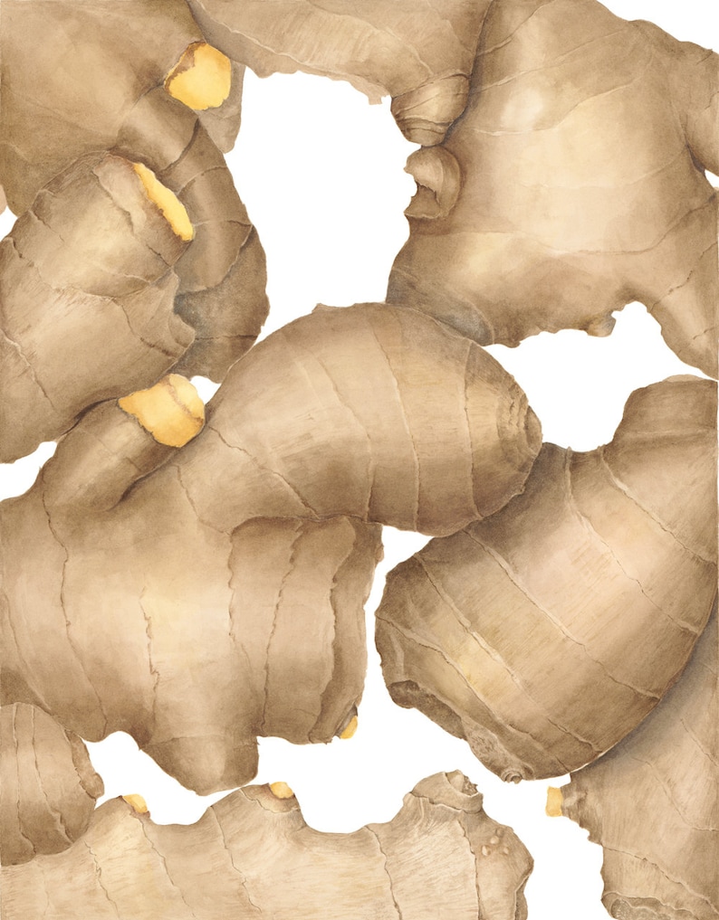 Ginger Botanical Print - Botanical Watercolor Painting Art by Sally ...
