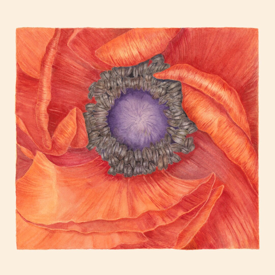 Ranunculus Botanical Flower Print - Botanical Watercolor Art by Sally ...