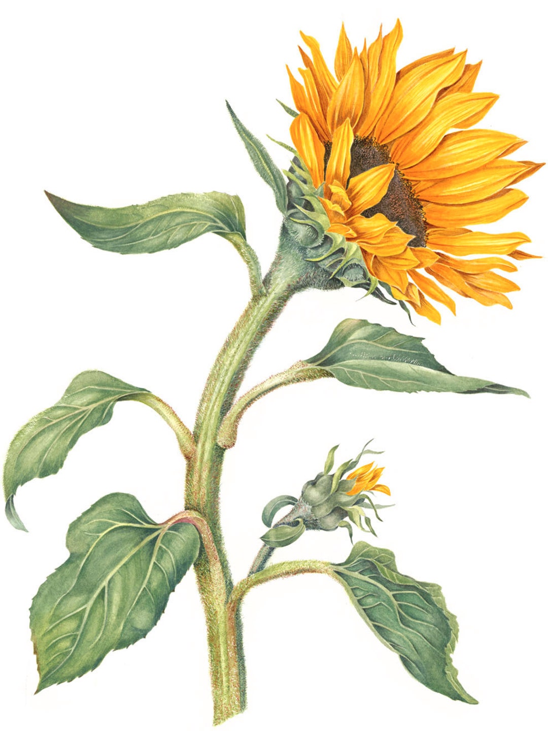 Sunflower Botanical Print - Watercolor Painting Art by Sally Jacobs ...