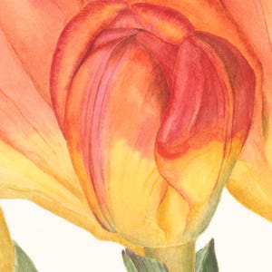Freesia Botanical Print - Botanical Watercolor Art Painting by Sally ...